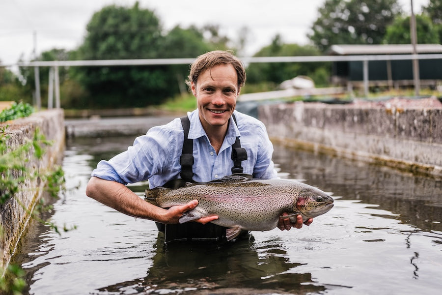 ChalkStream®️ Fine English Rainbow Trout