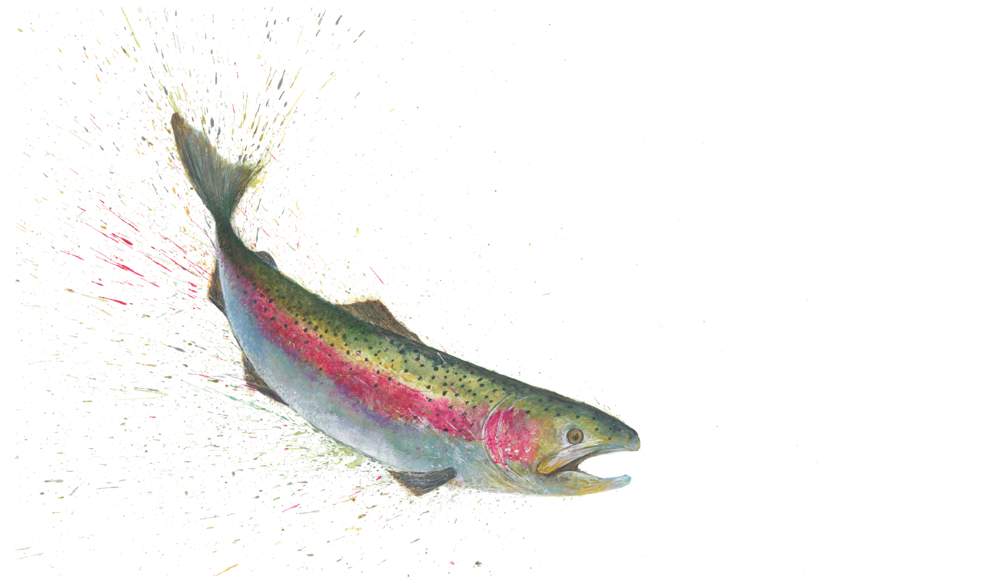 ChalkStream®️ Fine English Rainbow Trout