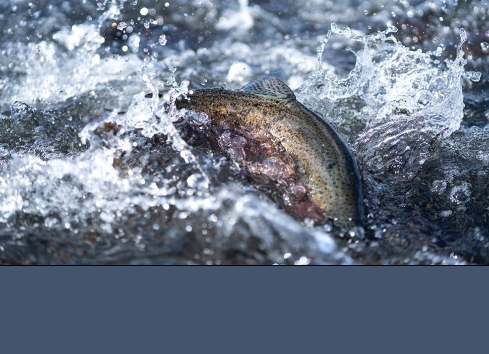 ChalkStream®️ Fine English Rainbow Trout