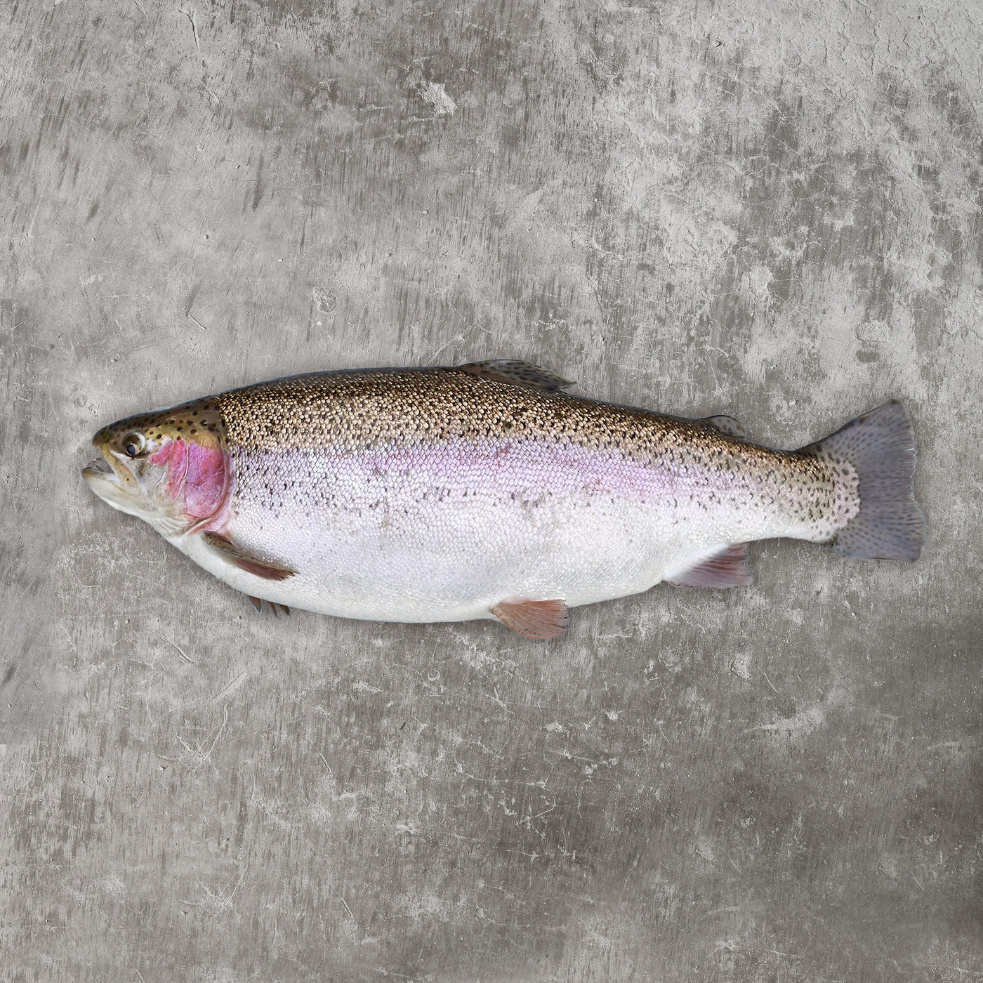 ChalkStream® Trout Collection
